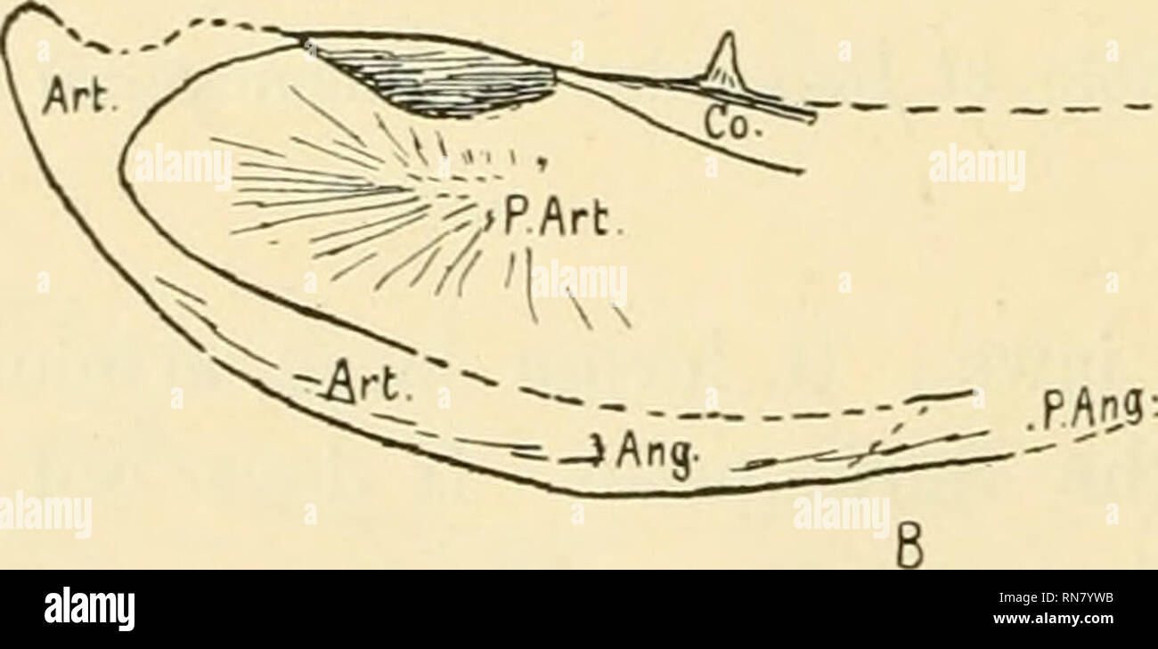 . Anatomischer Anzeiger. Anatomy, Comparative; Anatomy, Comparative ...