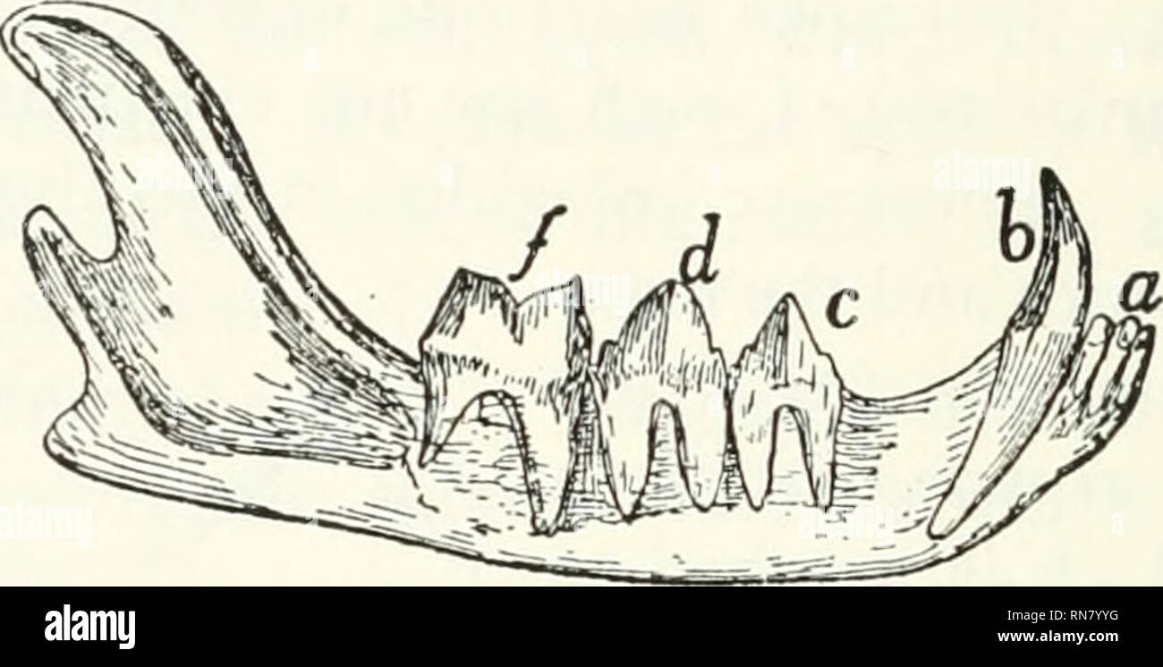 . Anatomy of the cat. Cats; Mammals. 2 26 THE VISCERA. jaw is small and ...