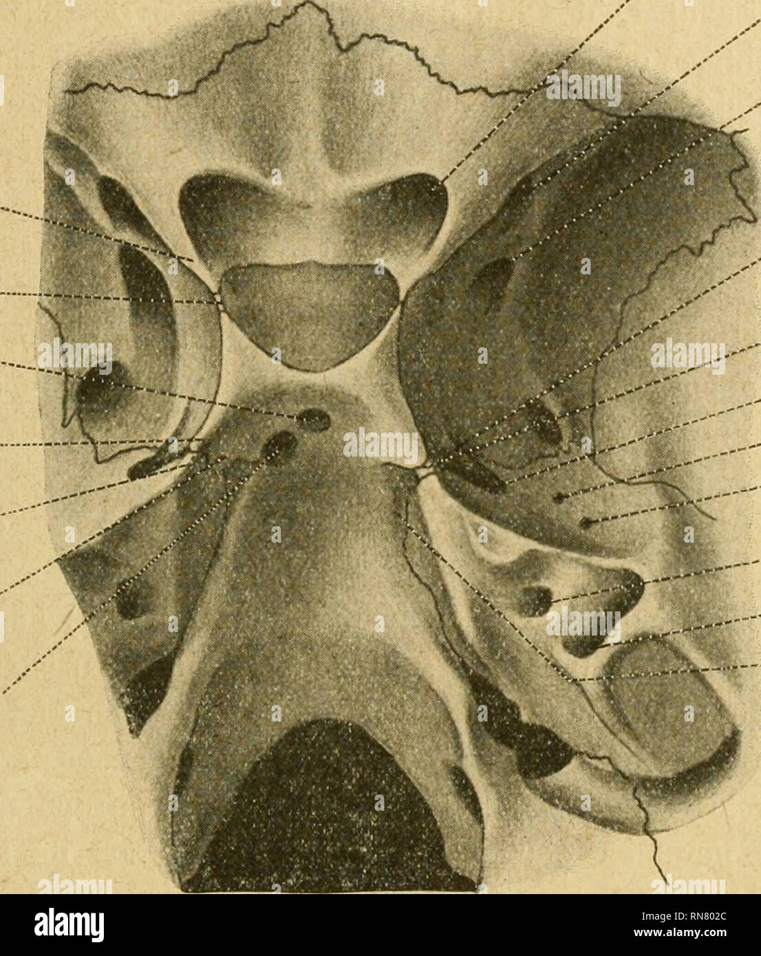 . Anatomischer Anzeiger. Anatomy, Comparative; Anatomy, Comparative ...
