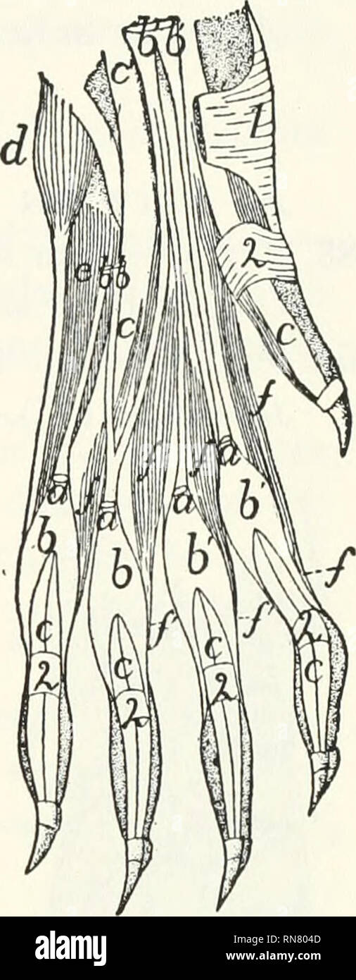 . Anatomy of the cat. Cats; Mammals. MUSCLES OF THE THOR/tCIC LIMBS ...