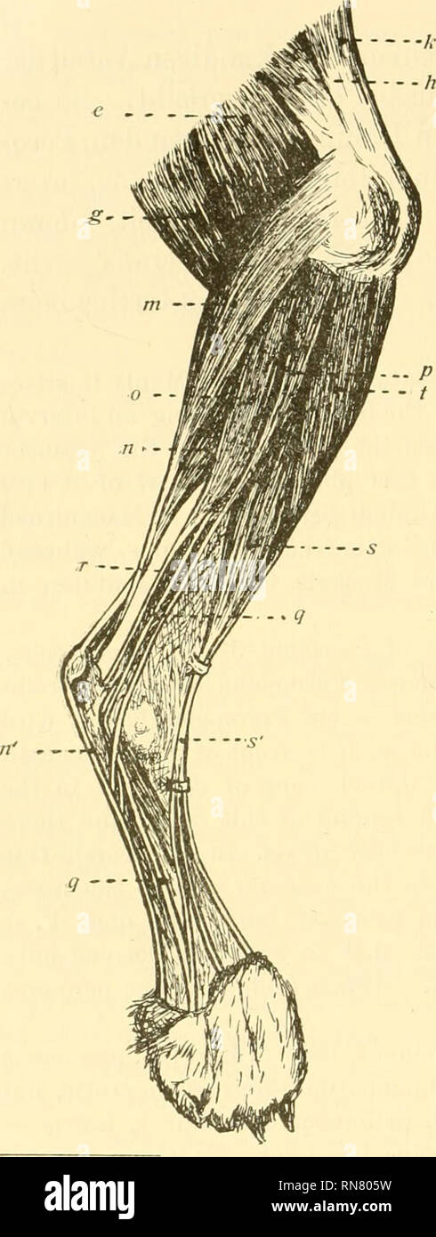 Anatomie des hundes hi-res stock photography and images - Alamy