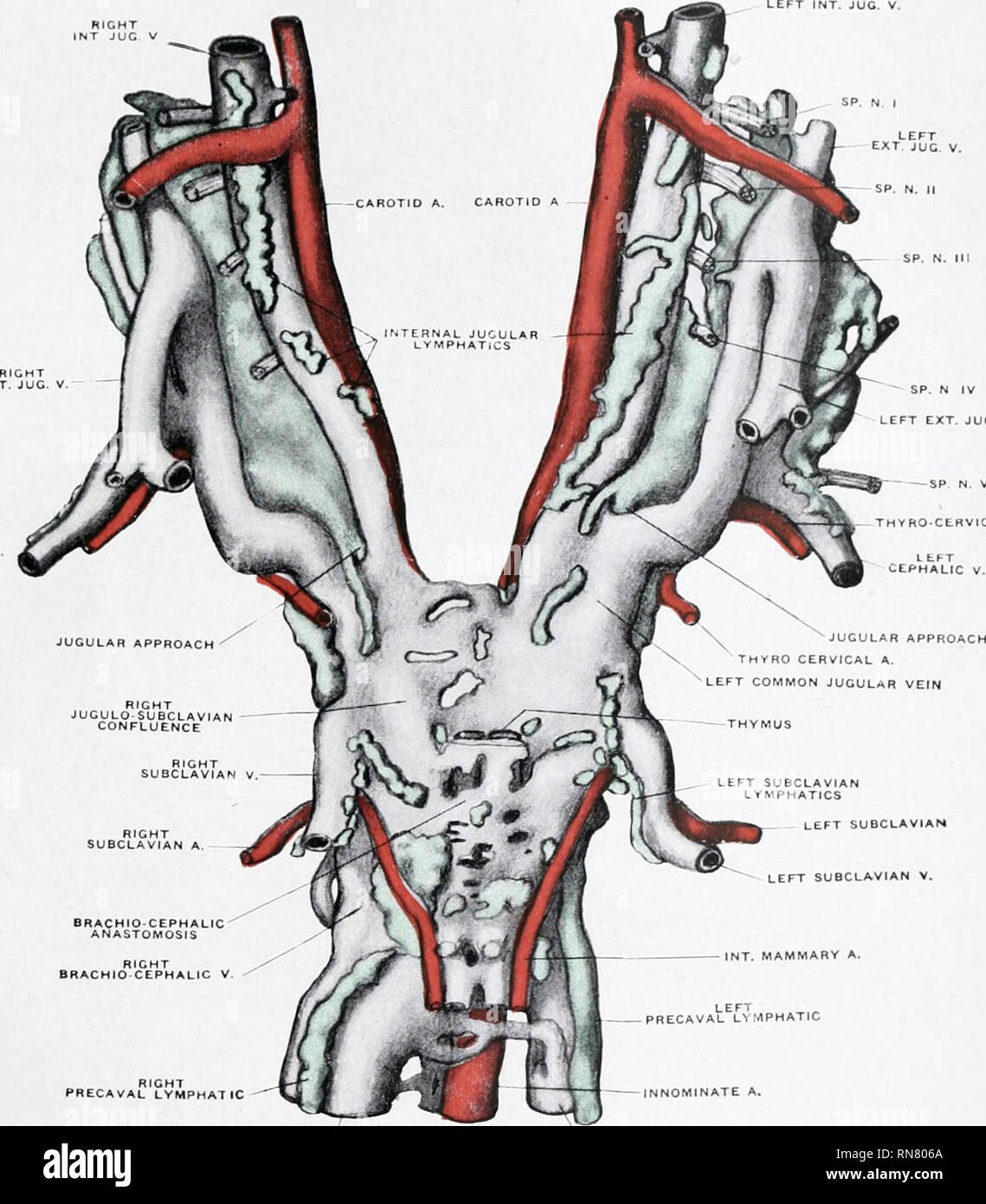 . The anatomy and development of the systemic lymphatic vessels in the ...