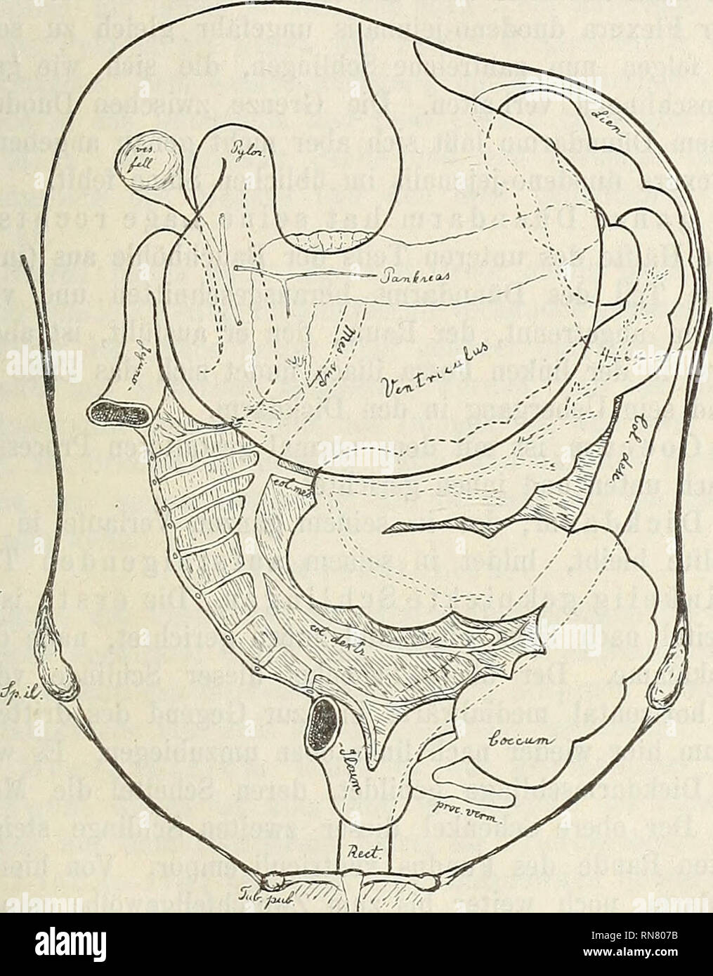 . Anatomischer Anzeiger. Anatomy, Comparative. 91 gesprochener als ...