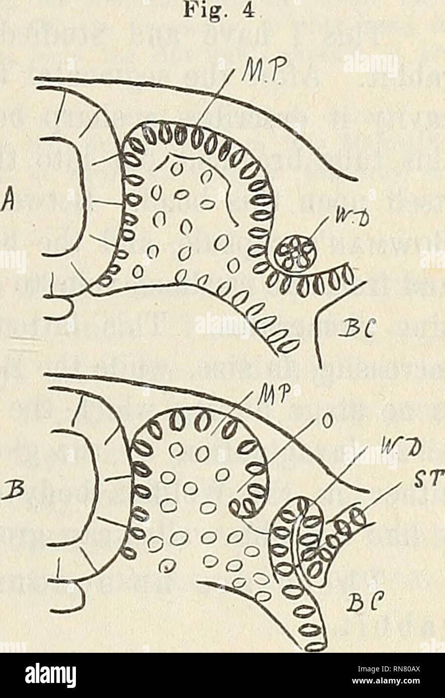 Vacuolate hi-res stock photography and images - Alamy