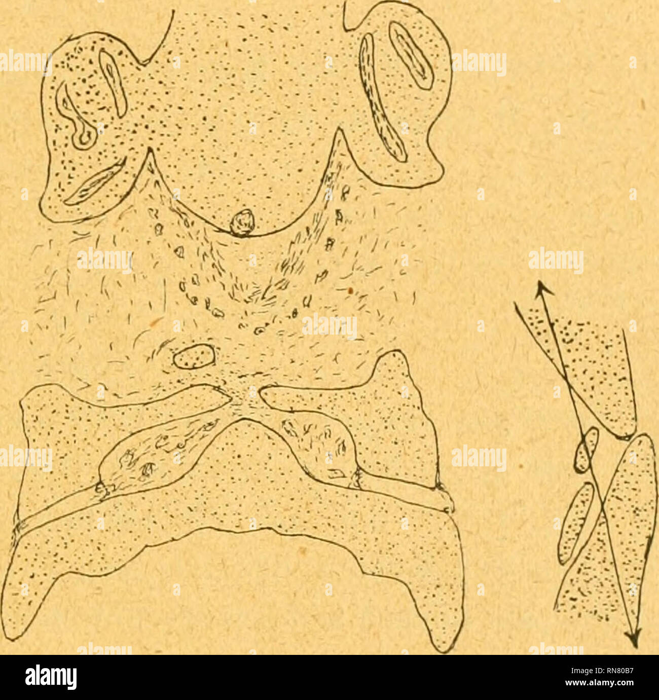 . Anatomischer Anzeiger. Anatomy, Comparative; Anatomy, Comparative ...