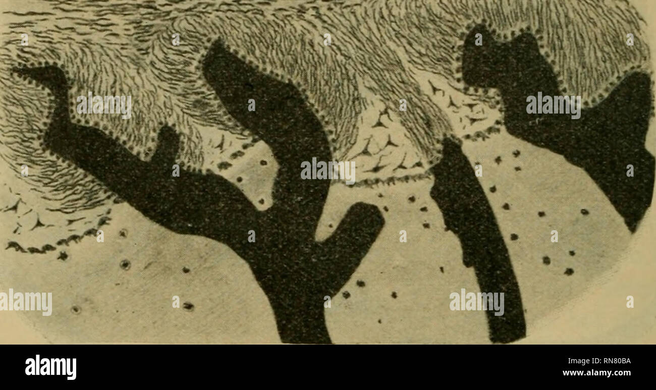 Zellen der osteoblasten hi-res stock photography and images - Alamy