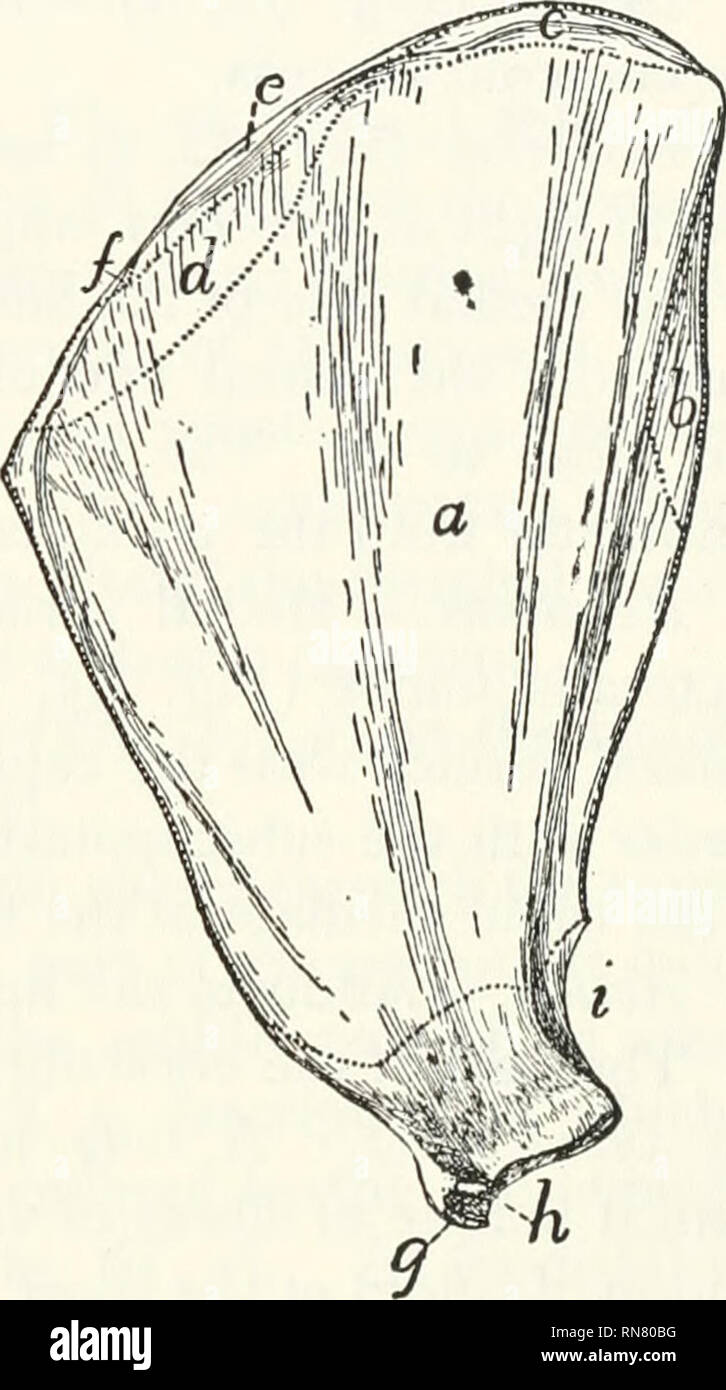 . Anatomy of the cat. Cats; Mammals. MUSCLES OF THE THORACIC LIMBS. 163 ...