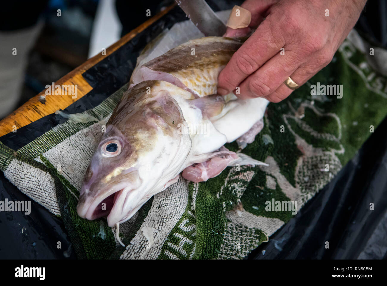 A fish after being weighed during Europe's largest beach angling ...