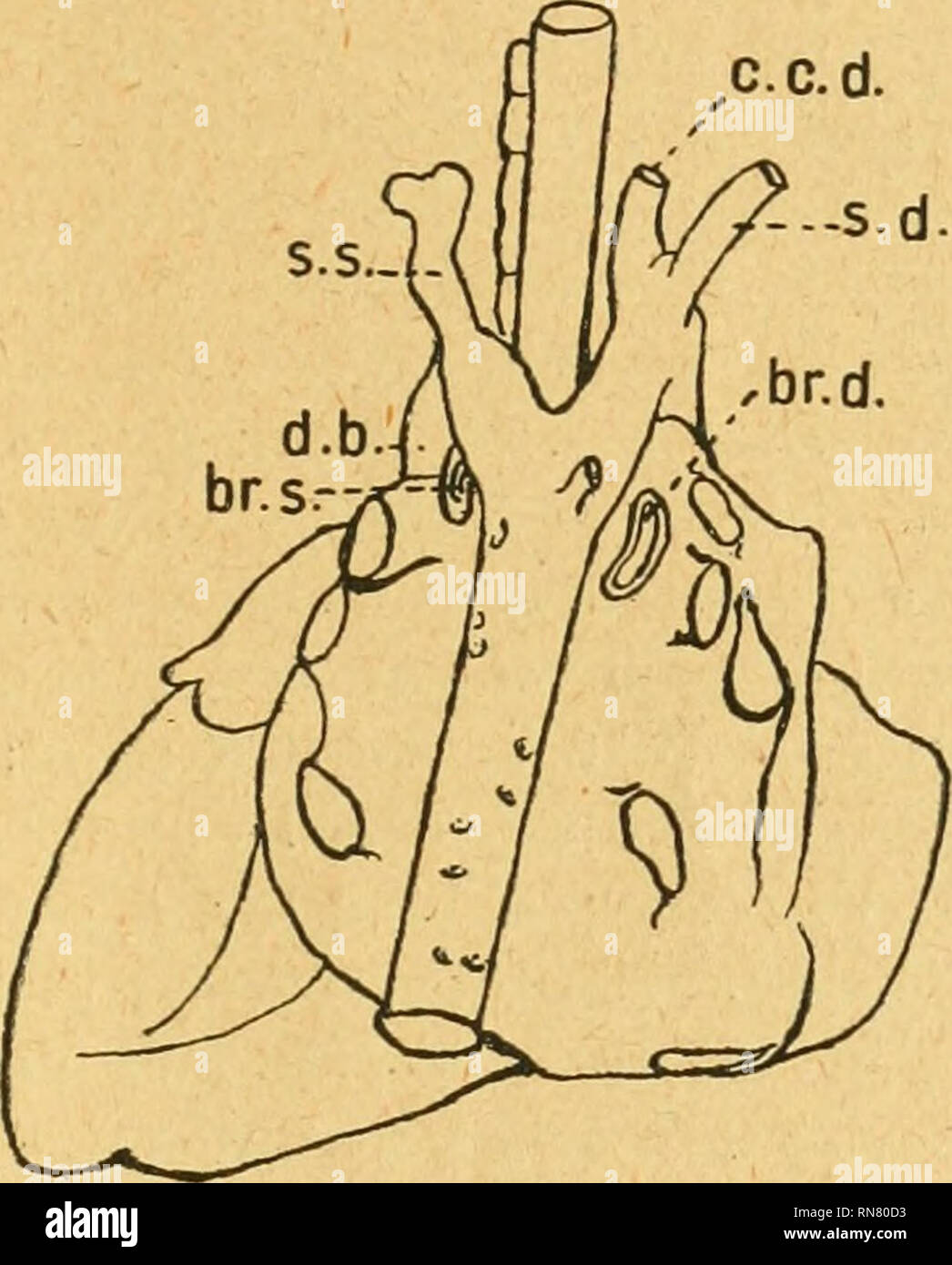 Aorta sinistra hi-res stock photography and images - Alamy