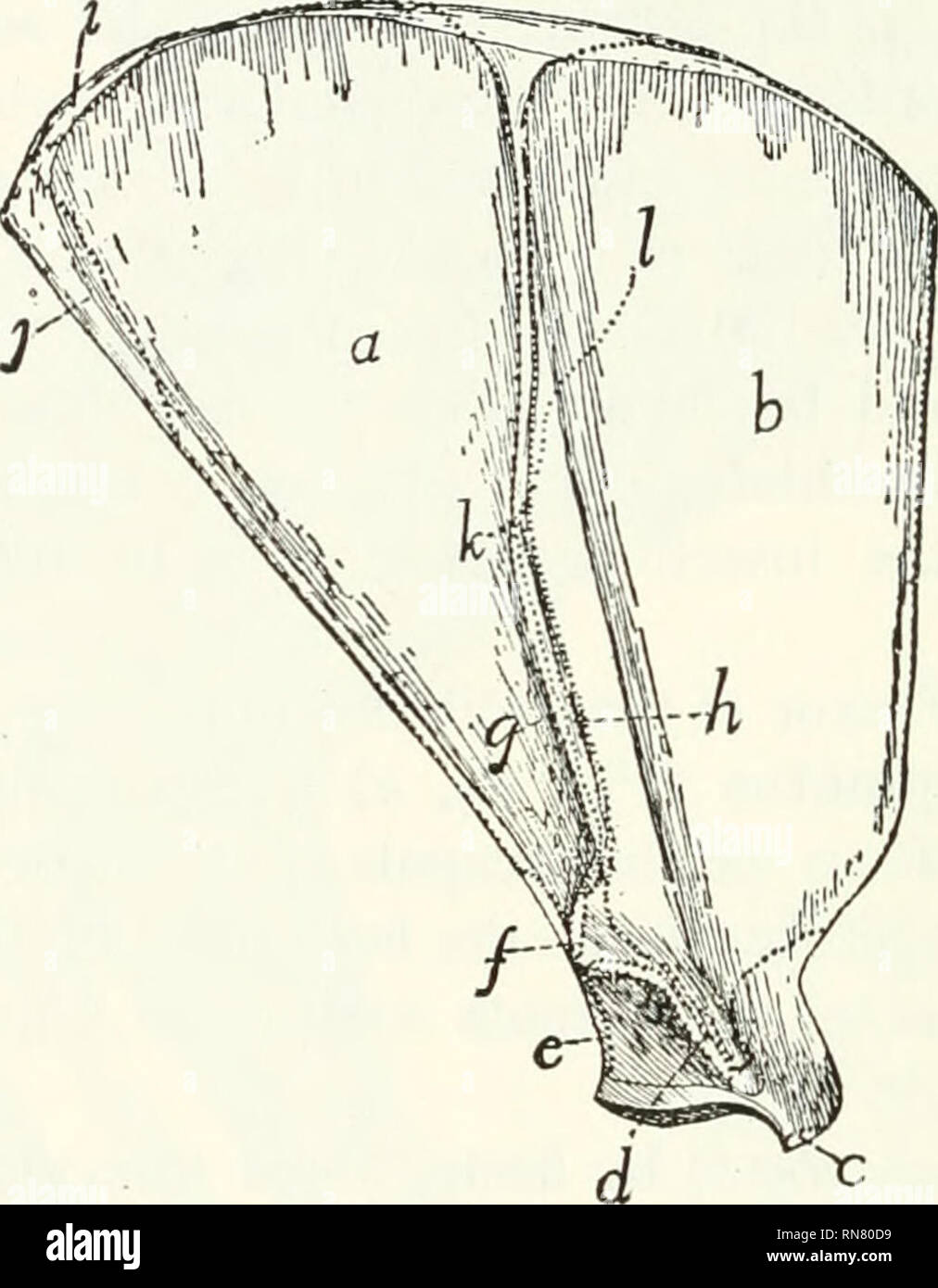 . Anatomy of the cat. Cats; Mammals. i6o THE MUSCLES. Action.—Extends ...