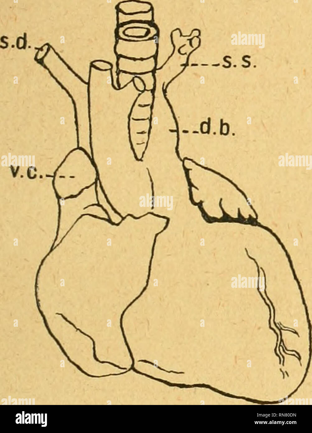 . Anatomischer Anzeiger. Anatomy, Comparative; Anatomy, Comparative. 61 ...
