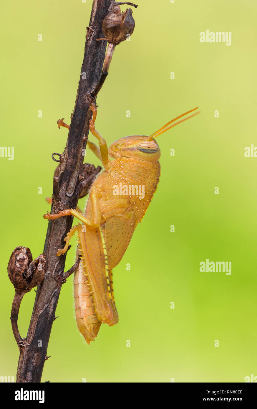 Locust antenna hi-res stock photography and images - Alamy