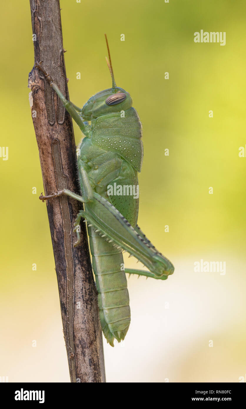 Green nymph of Egyptian Locust Anacridium aegyptium in Croatia Stock ...