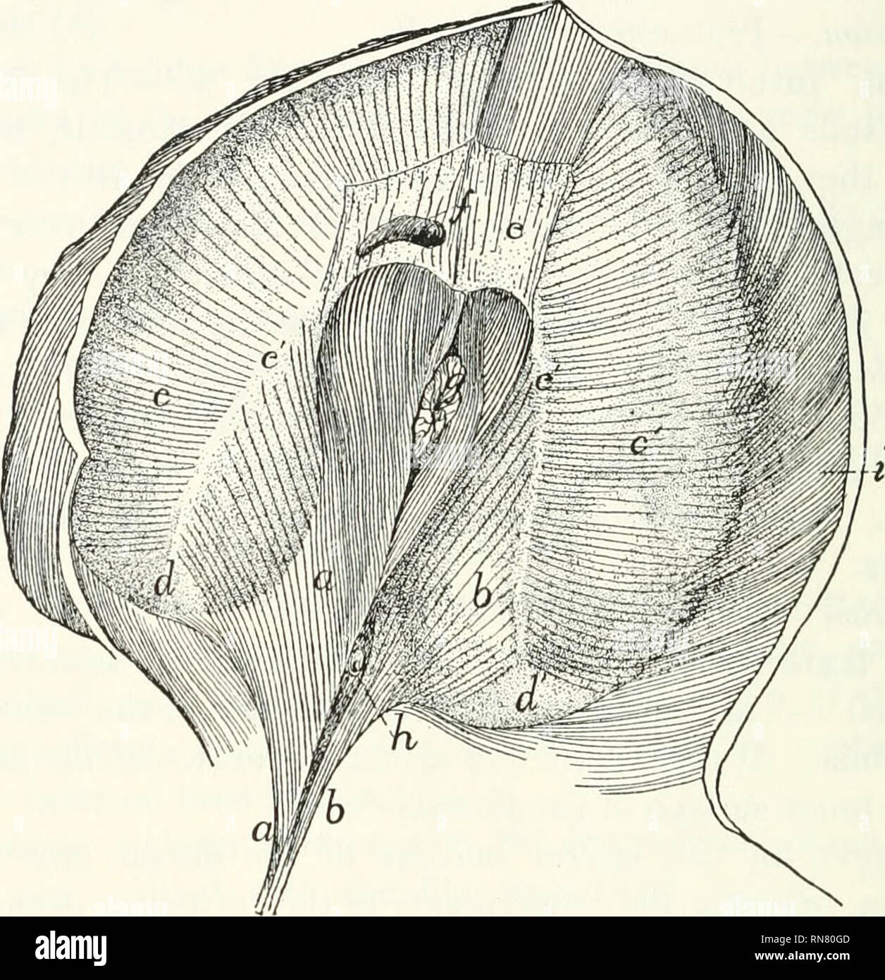 Rectus Abdominis Cat Muscle