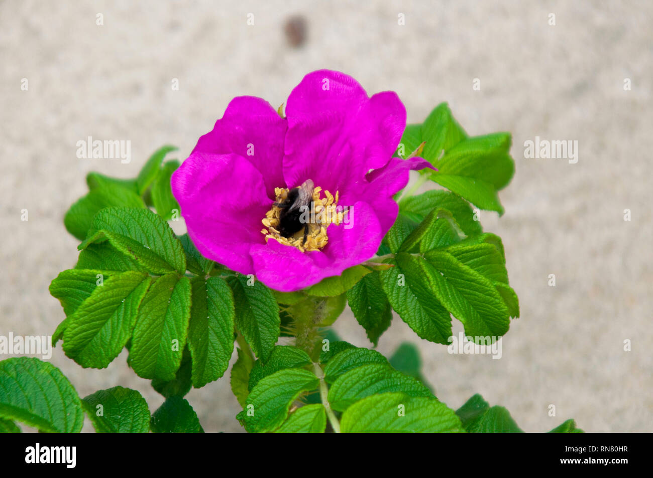 High resolution bee image hi-res stock photography and images - Alamy