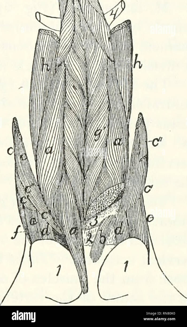 . Anatomy of the cat. Cats; Mammals. ^;|!f ear. Lateral surface with ...