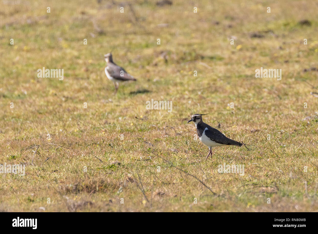 Northern vanellus hi-res stock photography and images - Alamy