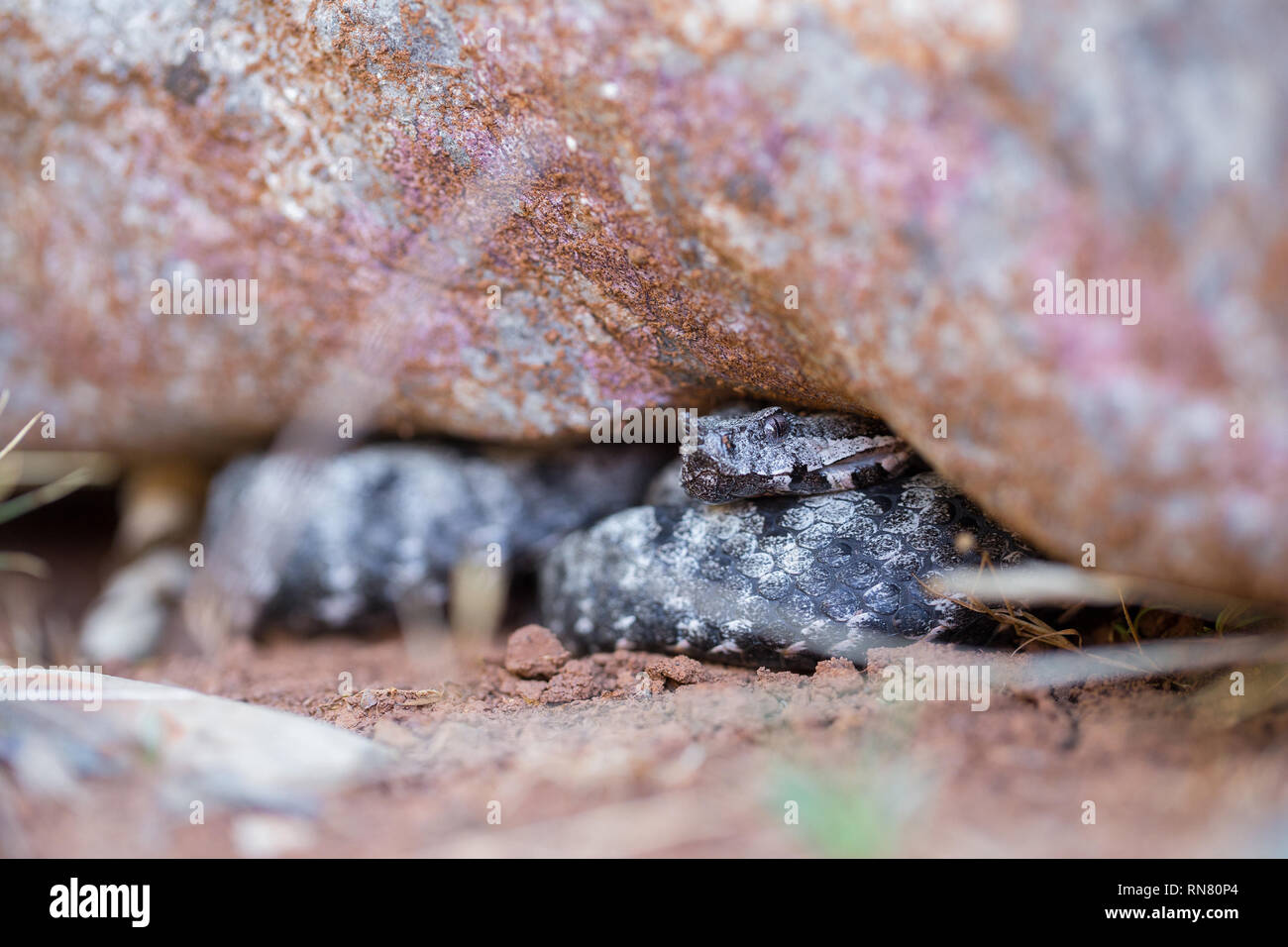 Nose horned viper viper long nosed viper hi-res stock photography and ...