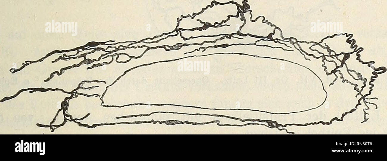 . Anatomischer Anzeiger. Anatomy, Comparative. 49 Zellgattung, die ...