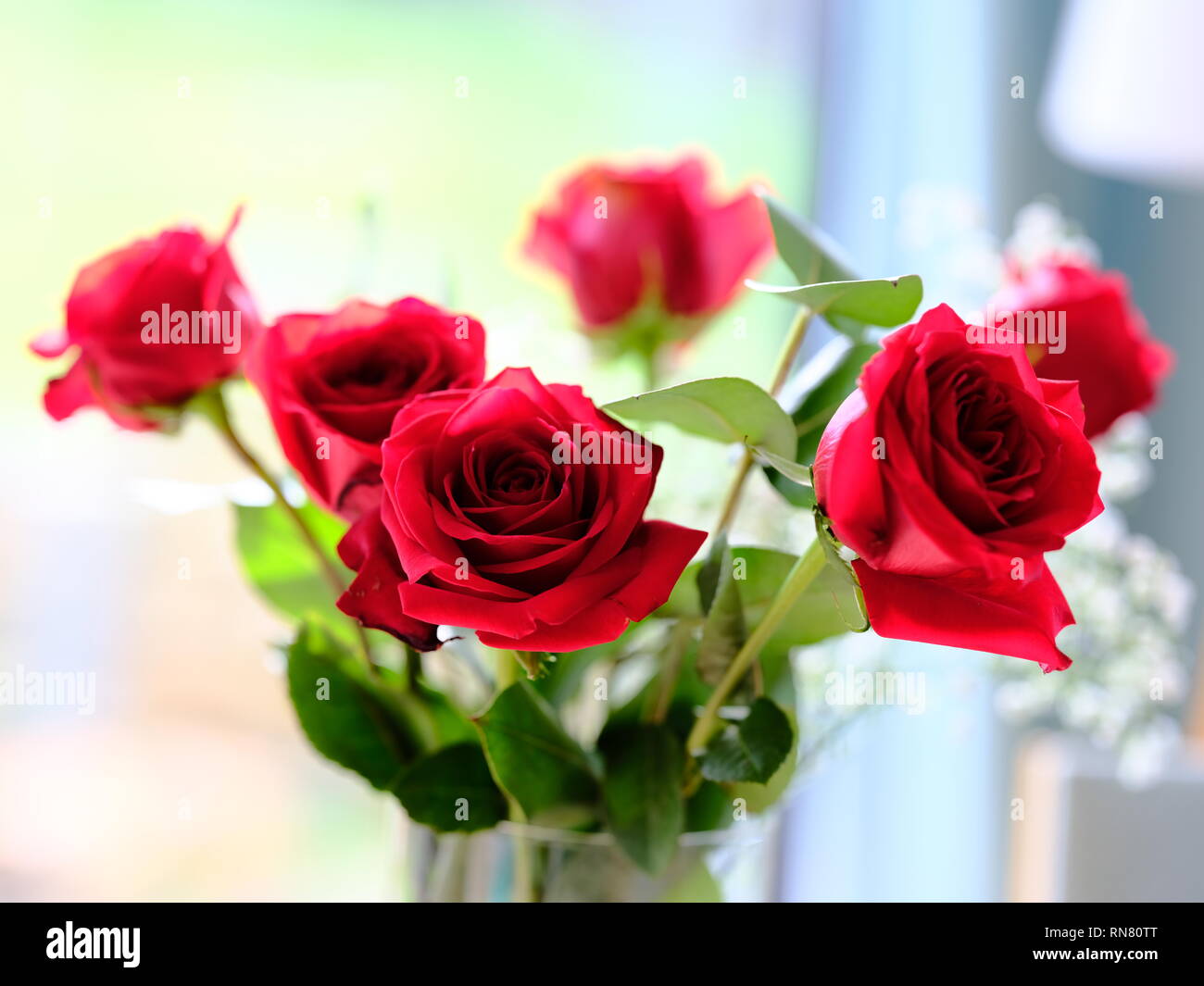 Red Roses Bunch of in a vase back lit by sunlight Stock Photo - Alamy