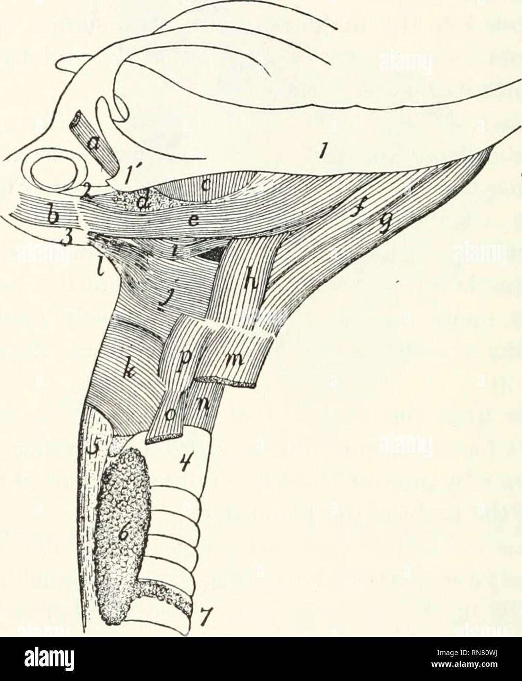 Mylohyoid Muscle Stock Photos & Mylohyoid Muscle Stock Images - Alamy