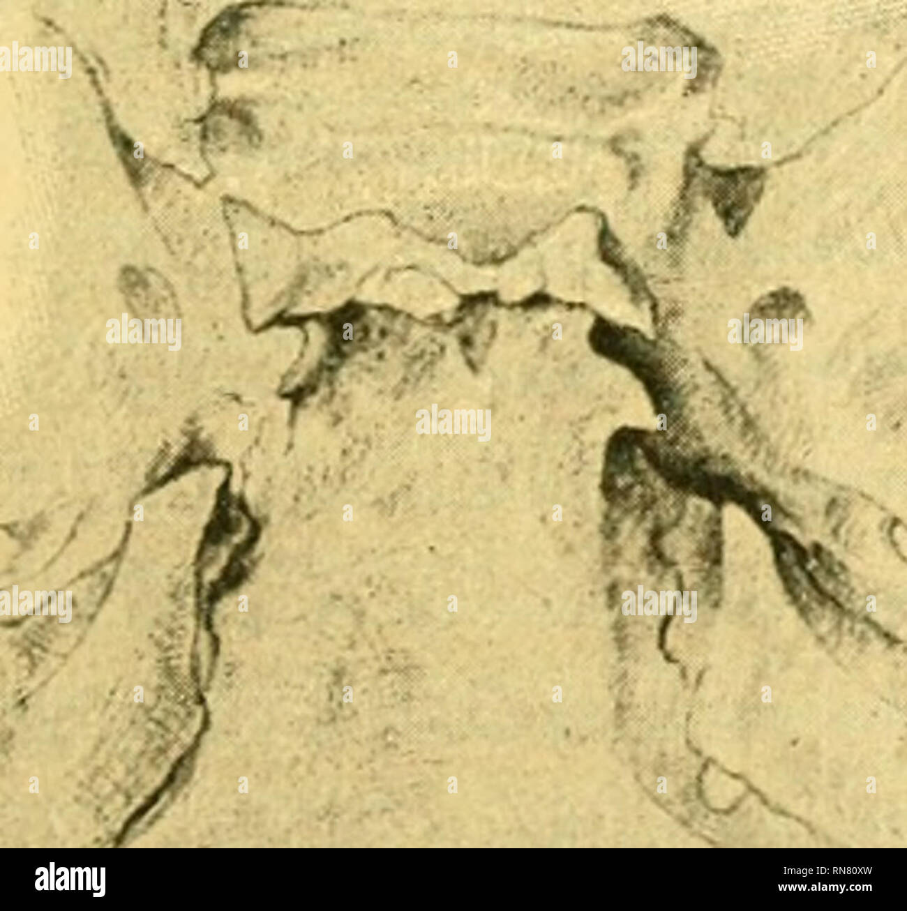 N trochlearis hi-res stock photography and images - Alamy