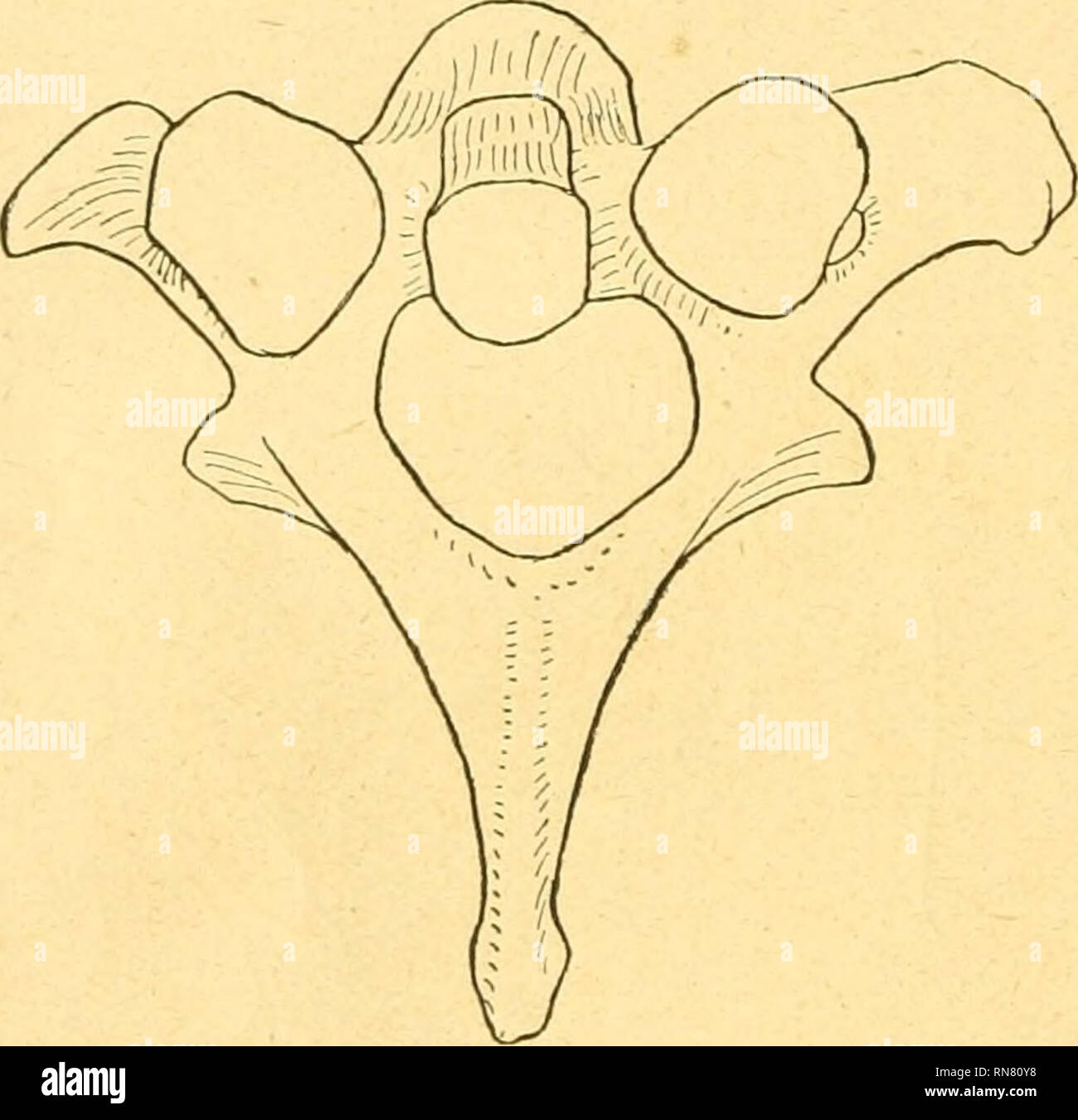 . Anatomischer Anzeiger. Anatomy, Comparative; Anatomy, Comparative. 78 ...