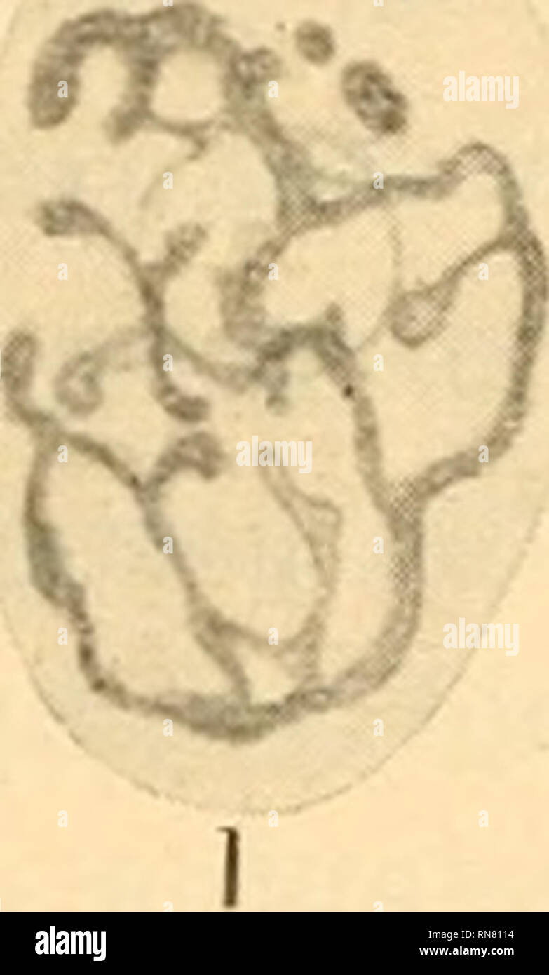 Cellula epidermica hi-res stock photography and images - Alamy