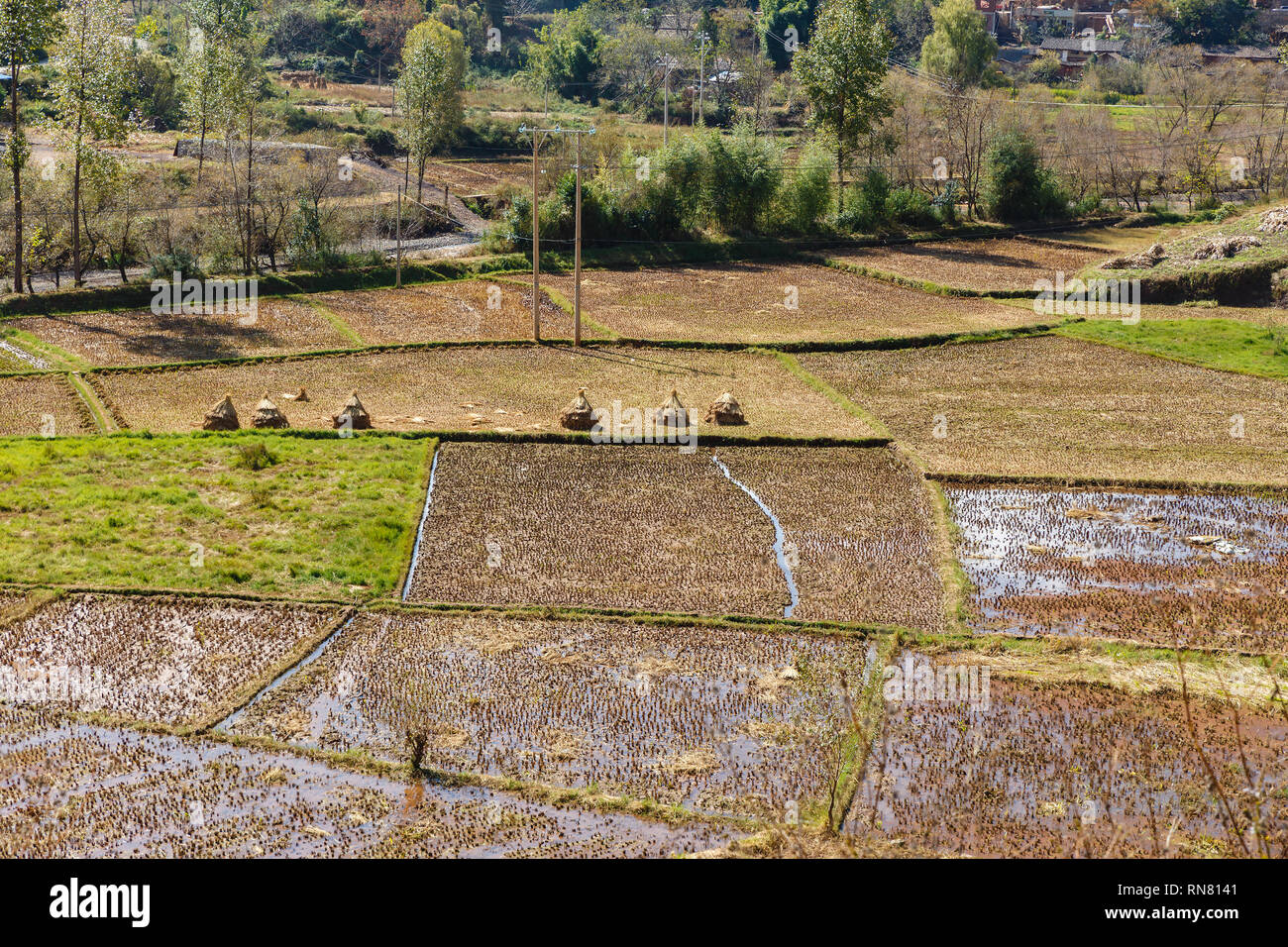 empty rice fields after harvest, Yunnan Province, China Stock Photo - Alamy