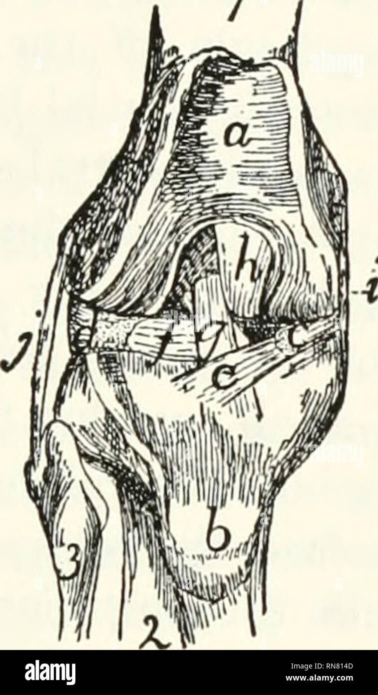 . Anatomy of the cat. Cats; Mammals. PELyiC LIMBS. 89 the medial ...