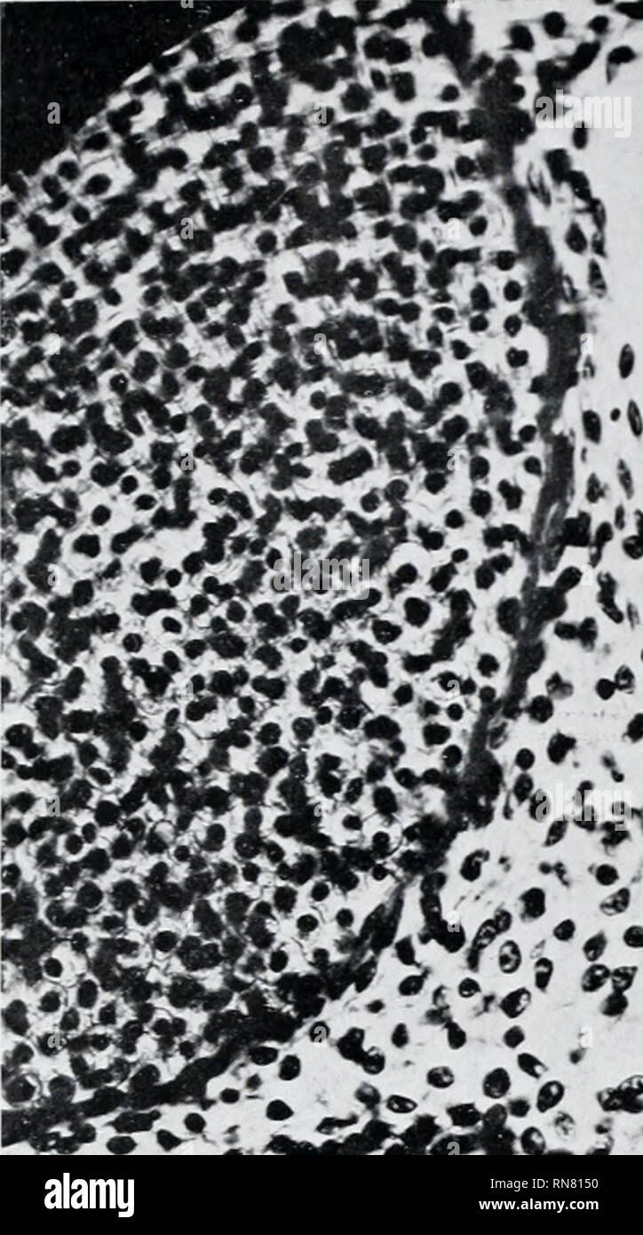 . The anatomy and development of the systemic lymphatic vessels in the ...