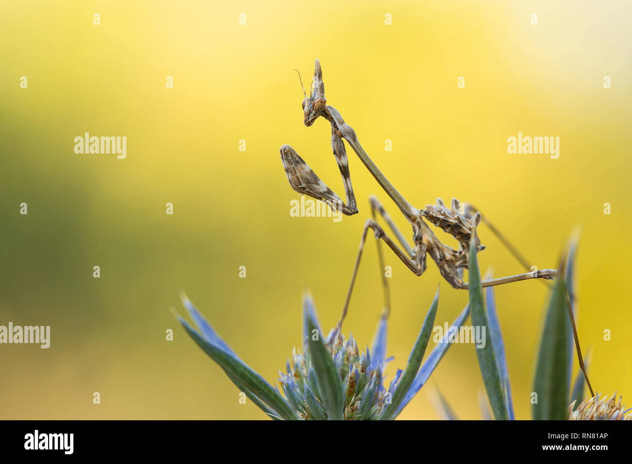 Nymph of Mantis Empusa fasciata in Croatia Stock Photo - Alamy