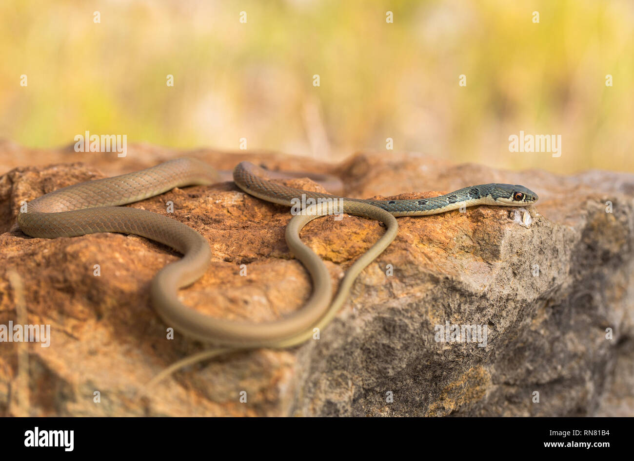 Whip snakes hi-res stock photography and images - Alamy
