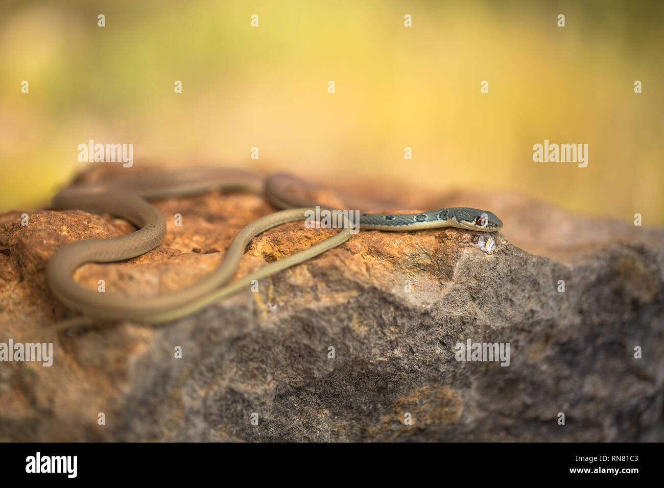 Dahl's whip snake Platyceps najadum in Paklenica Croatia Stock Photo ...