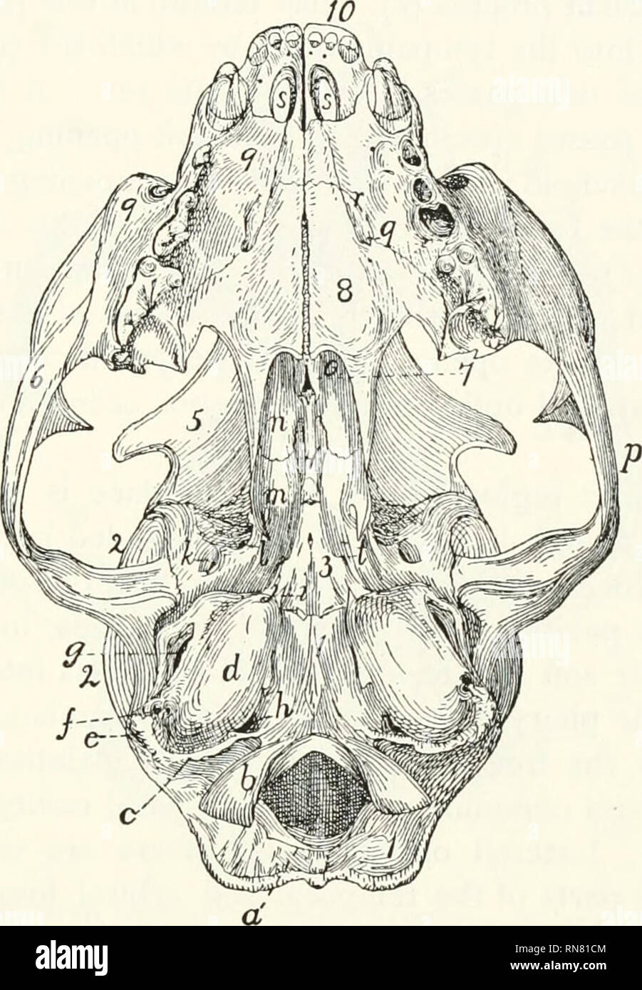 Stylomastoid foramen hi-res stock photography and images - Alamy