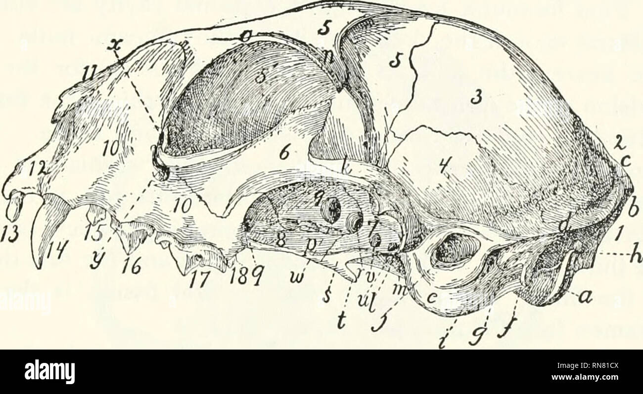. Anatomy of the cat. Cats; Mammals. THE SKULL 53 mandible. This fossa is bounded caudally by ...
