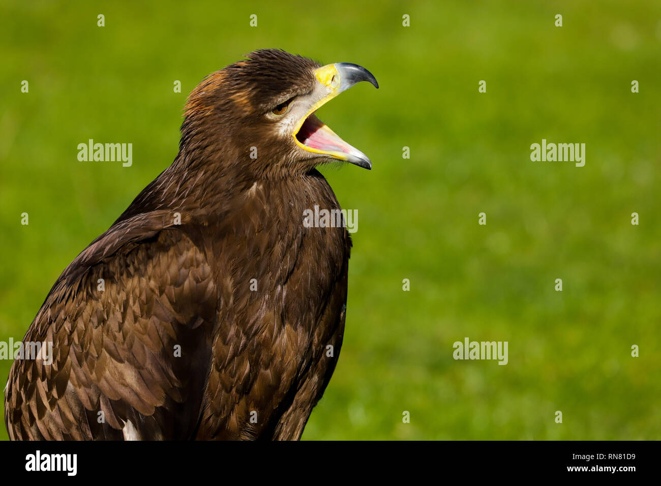 Close up head and shoulders of a captive bred Steppe Eagle (Aquila ...