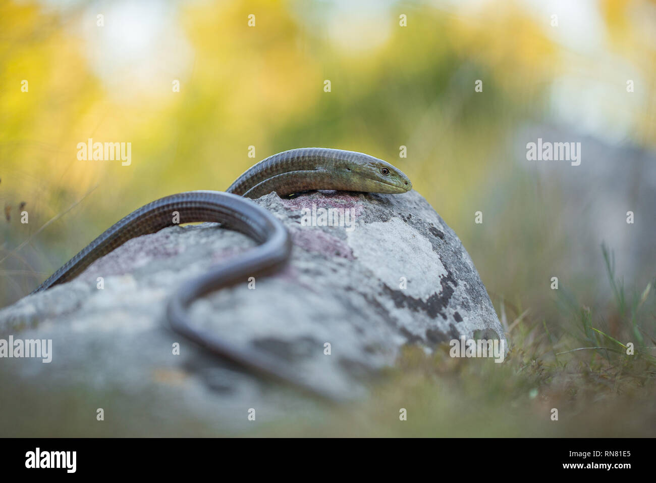 Legless Lizard High Resolution Stock Photography and Images - Alamy