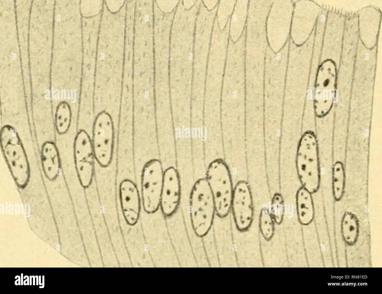 . Anatomischer Anzeiger. Anatomy, Comparative; Anatomy, Comparative. 78 ...