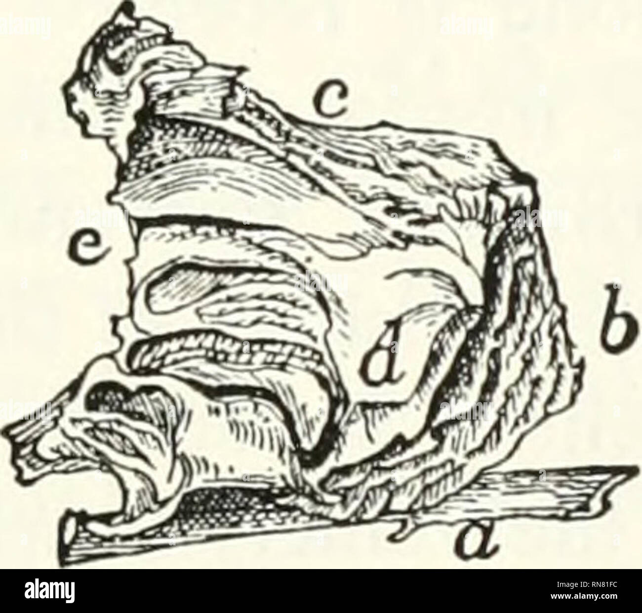 . Anatomy of the cat. Cats; Mammals. THE SKULL 43 a transverse ...