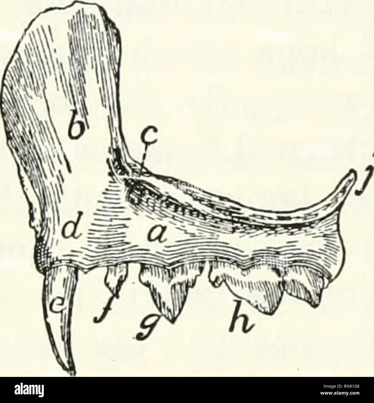 Cribriform plate High Resolution Stock Photography and Images - Alamy