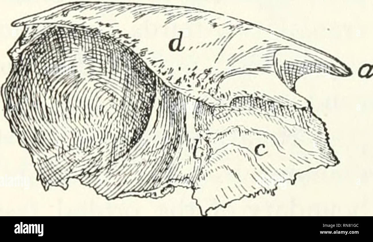 . Anatomy of the cat. Cats; Mammals. THE SKULL. 37 The ventral border ...