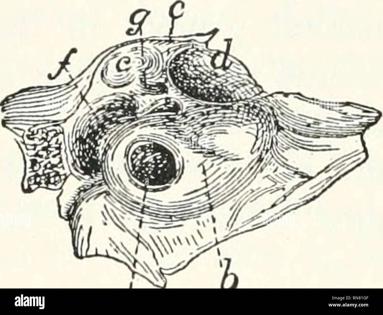 . Anatomy of the cat. Cats; Mammals. 34 THE SKELETON OF THE CAT ...
