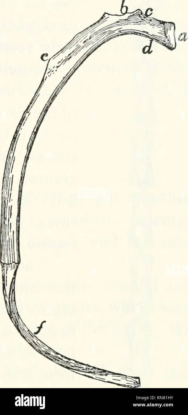 . Anatomy of the cat. Cats; Mammals. RIBS. 19 on the lateral surface is ...