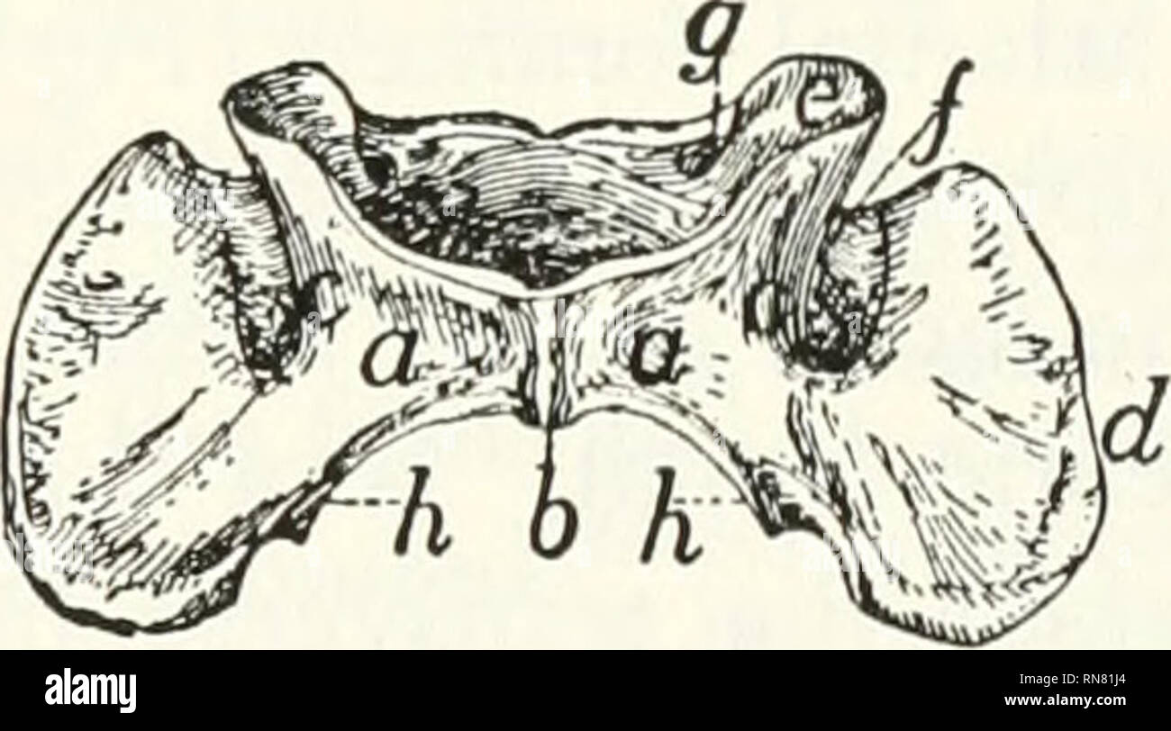 . Anatomy of the cat. Cats; Mammals. Fig. II.—Sixth Cervical Verte- Fig ...