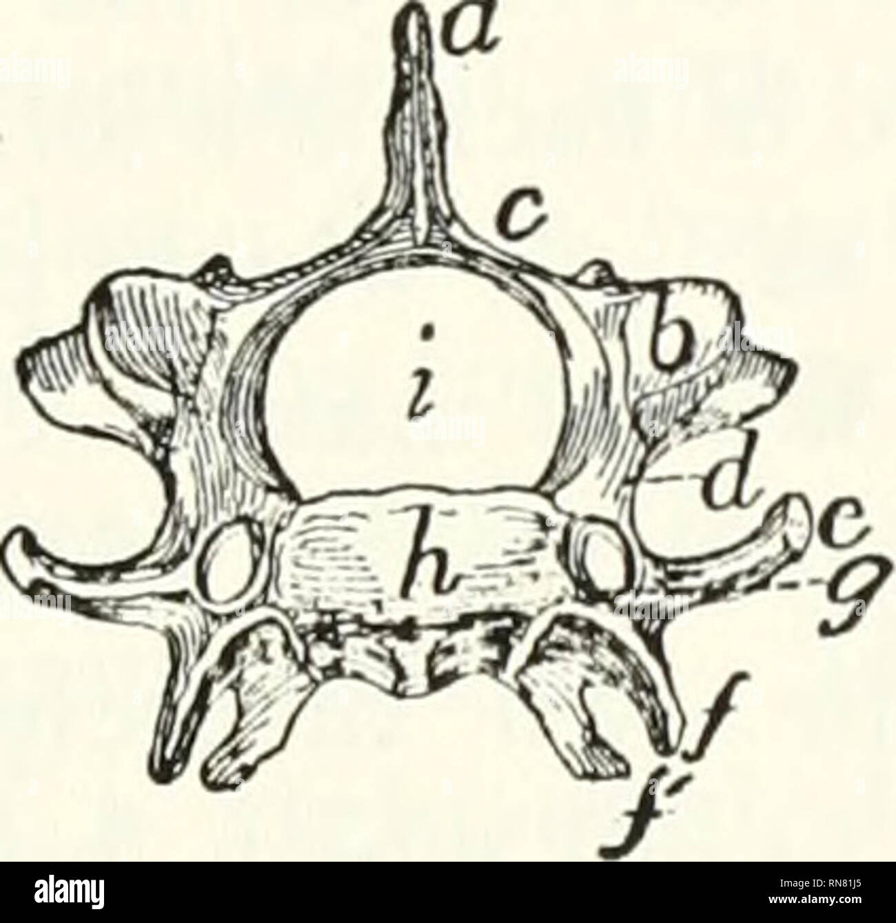 . Anatomy of the cat. Cats; Mammals. THE VERTEBRAL COLUMN. 13 These two ...