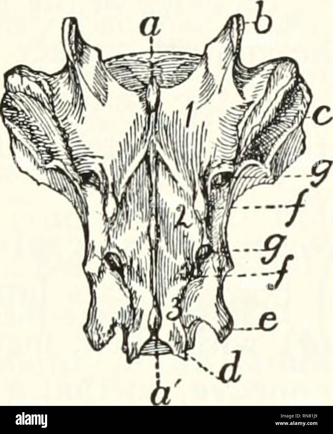 Lateral Articular Facets In Cats
