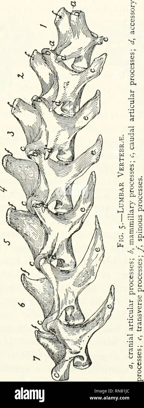 Sacral Vertebrae Cat