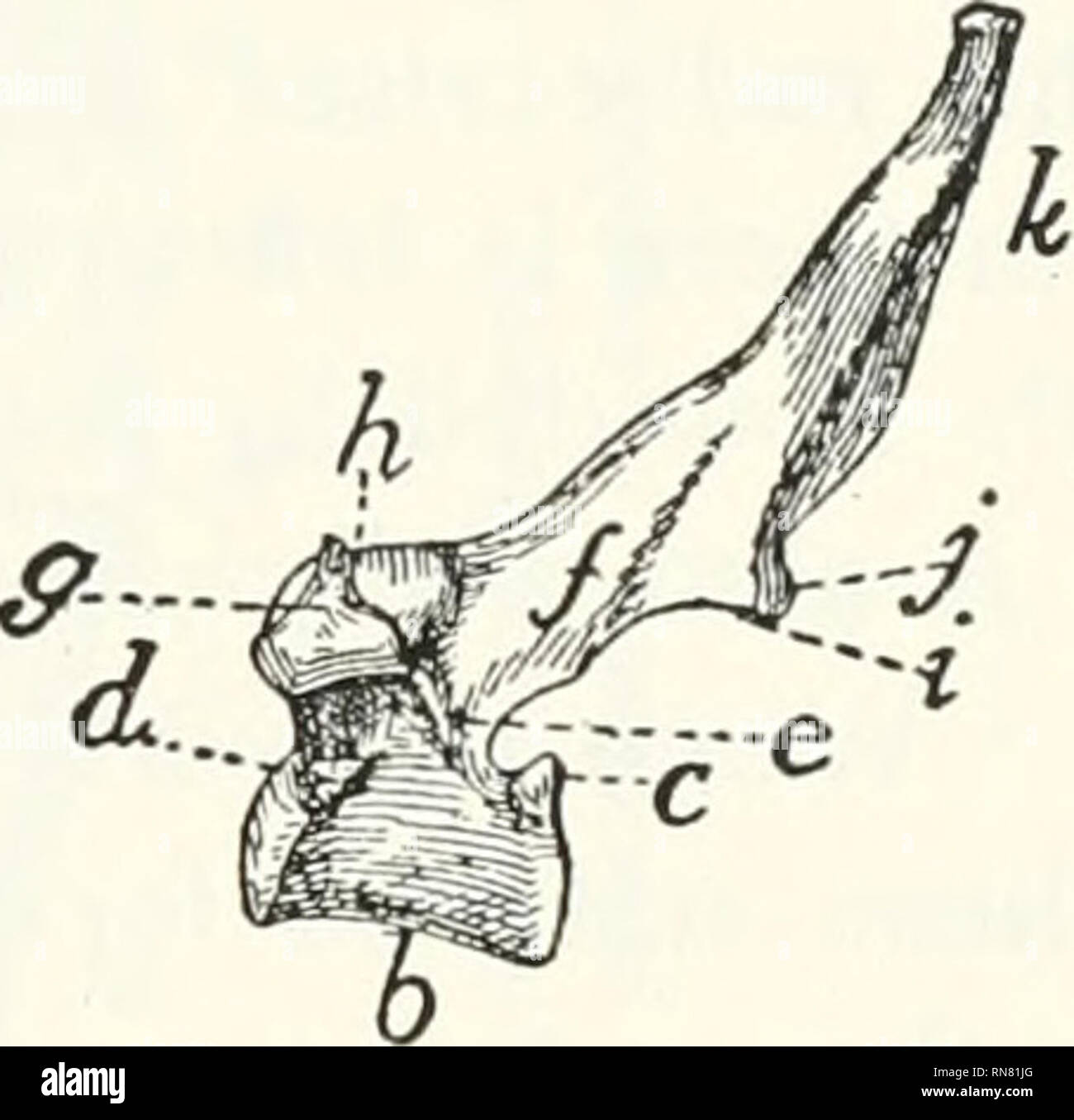 . Anatomy of the cat. Cats; Mammals. Fig. 2.—FouRiii Thoracic Verte ...