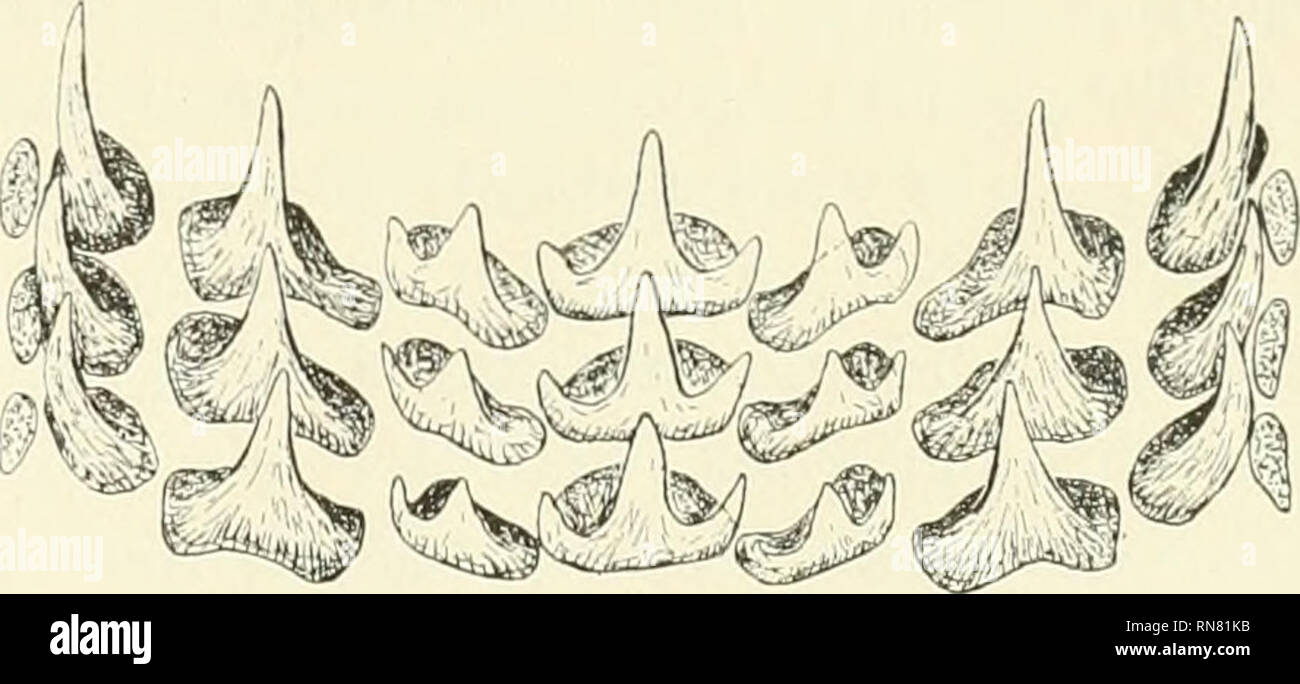 . The anatomy of the common squid : Loligo pealii, Lesueur. Loligo ...